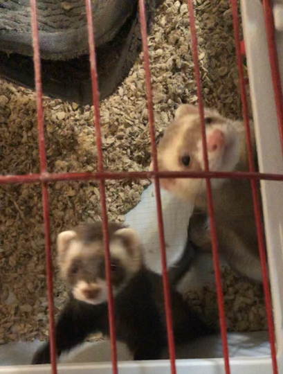 Alaska's List : Rodents : Ferrets