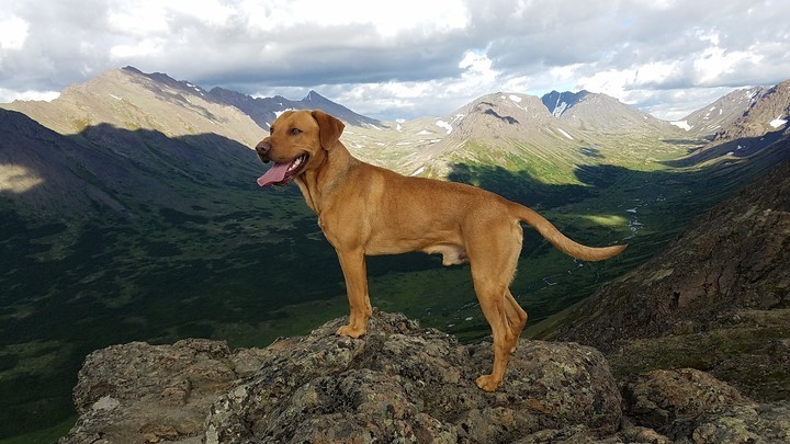 Alaska's List : Dog Breeding : AKC Labrado