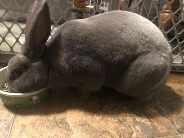 Alaska's List : Lilac Rex Buck Rabbit For Sale