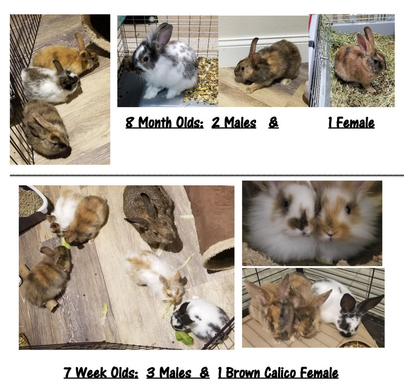Alaska's List : Rabbits : Lionhead-Rex Mix