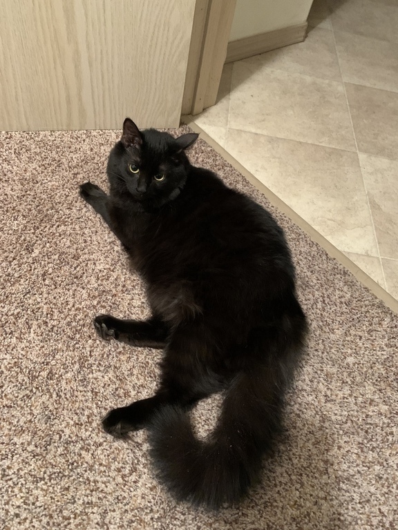 Alaska's List : Cats : Cat