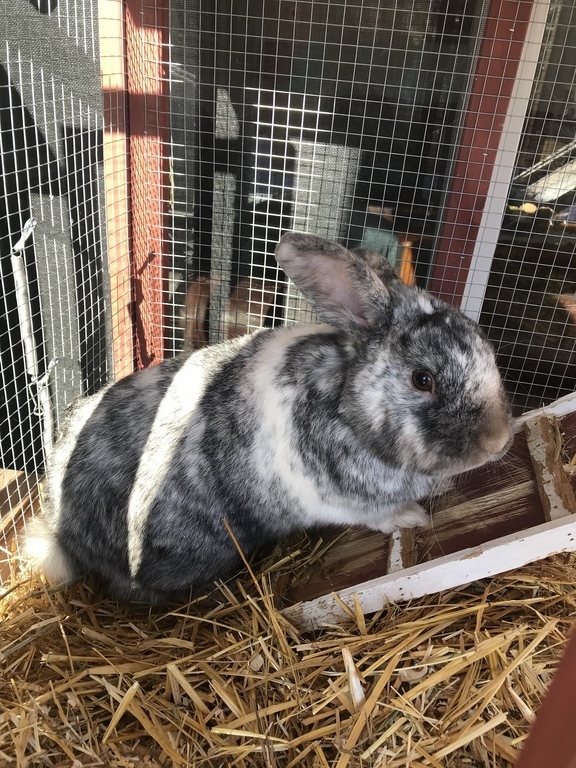 Alaska's List : Mini Rex Mix Bunnies For Sale