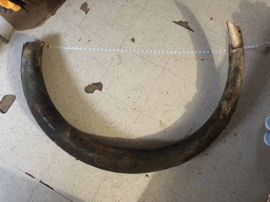 Alaska's List : Mammoth Tusk For Sale