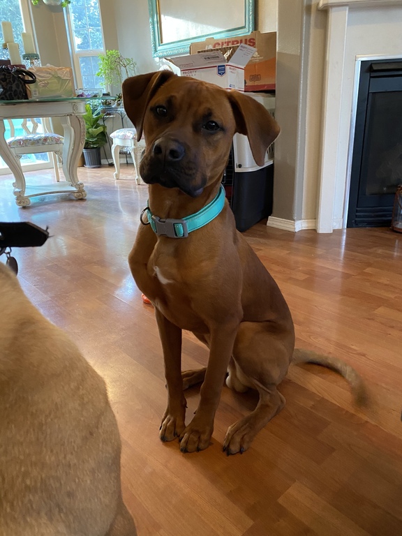 Alaska's List : Boxer/Hound Mix Puppy For Sale