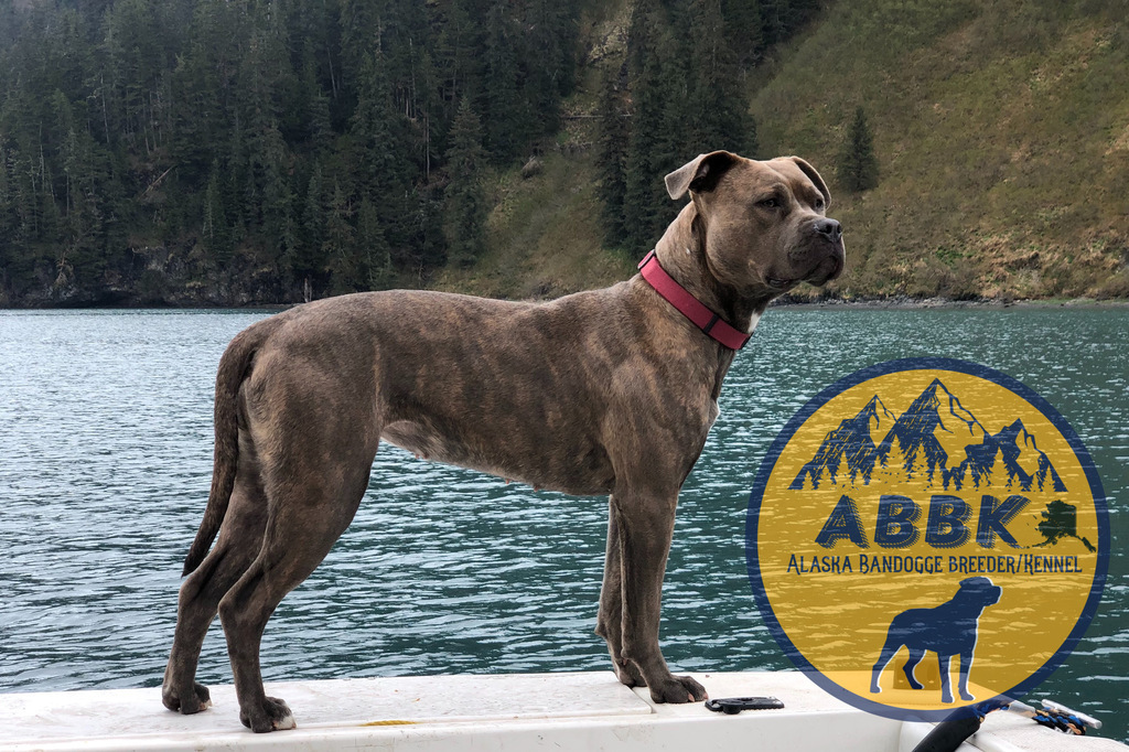 Alaska's List : American Bandogge Mastiff Puppies For Sale