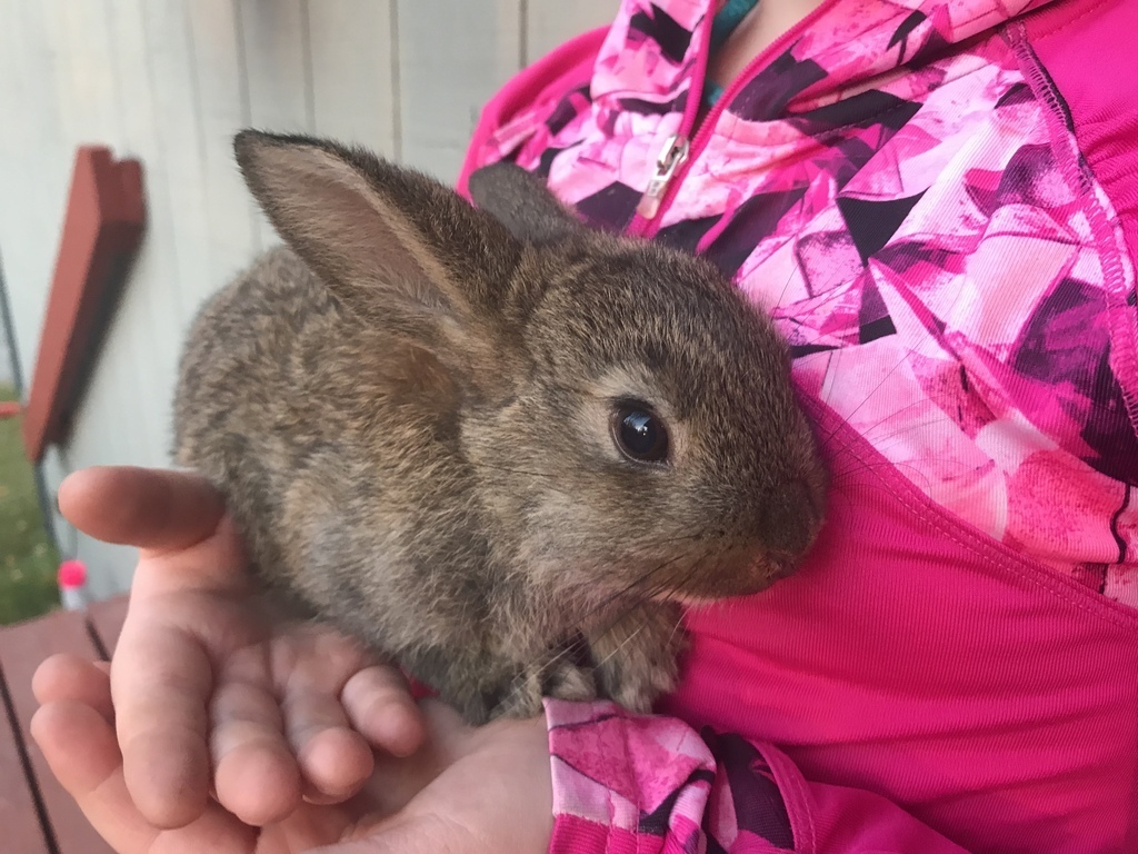 Alaska's List : Rex Mix Bunnies For Sale
