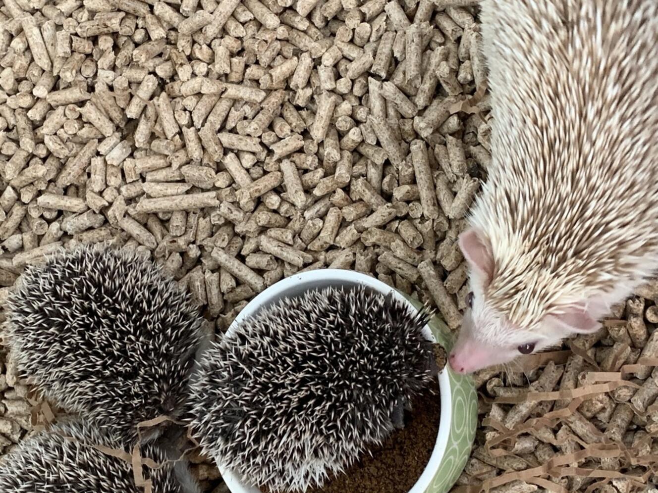 Alaska's List : Rodents : Hedgehogs