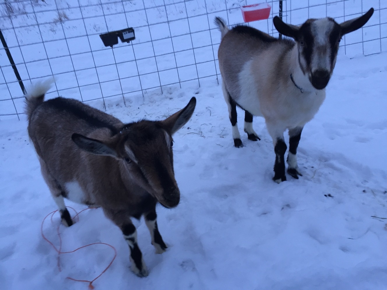 Alaska's List : Alpine Goats For Sale