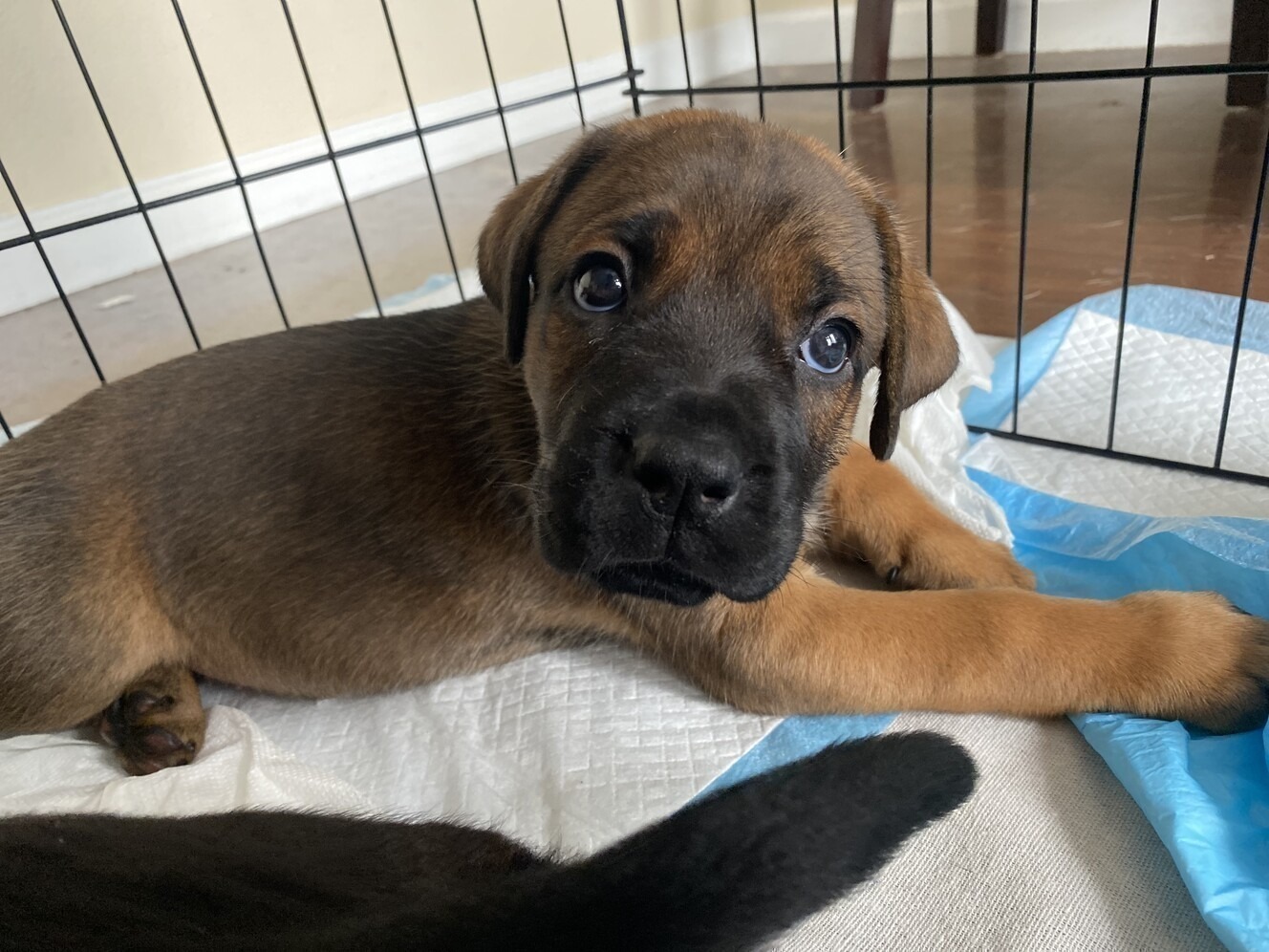 Alaska's List : Dogs : Mastiff Puppies
