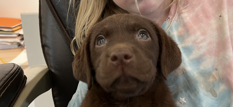 Alaska's List : Dogs : Labrador Retriever