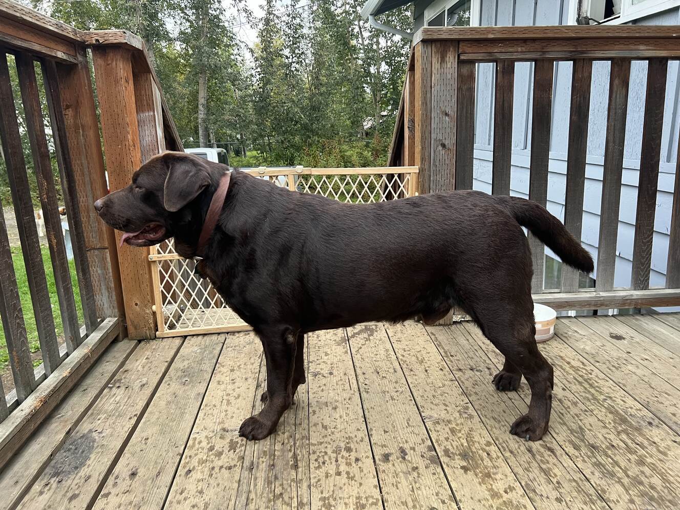 Alaska's List : Dog Breeding : AKC Labrado