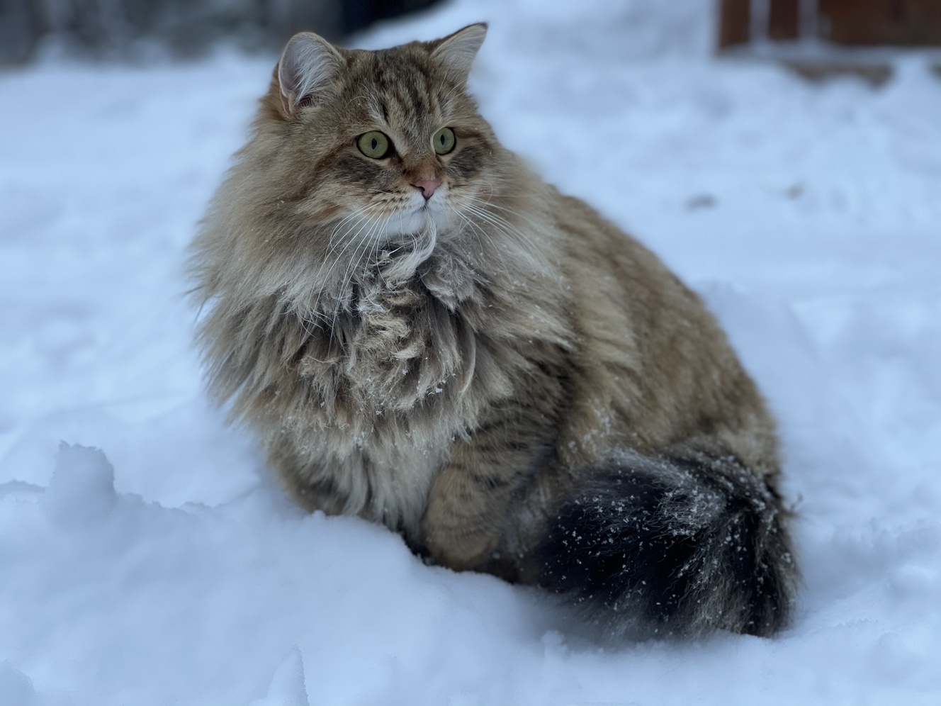 Alaska's List : Cats : Siberian Kittens