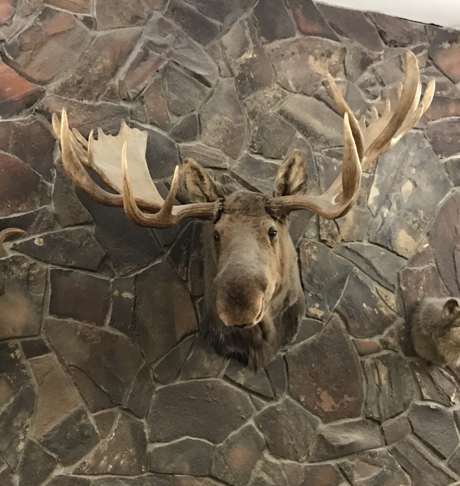 Alaska's List : Furs & Trophies For Sale : Shou