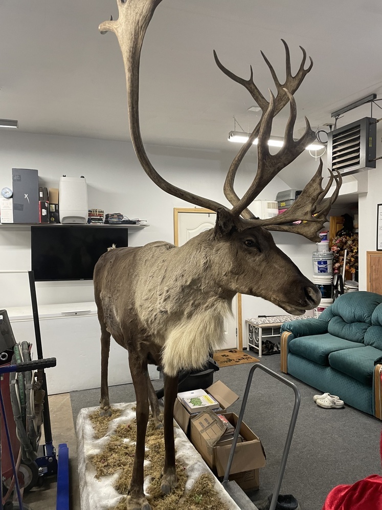 Alaska's List : Caribou Full Mount For Sale