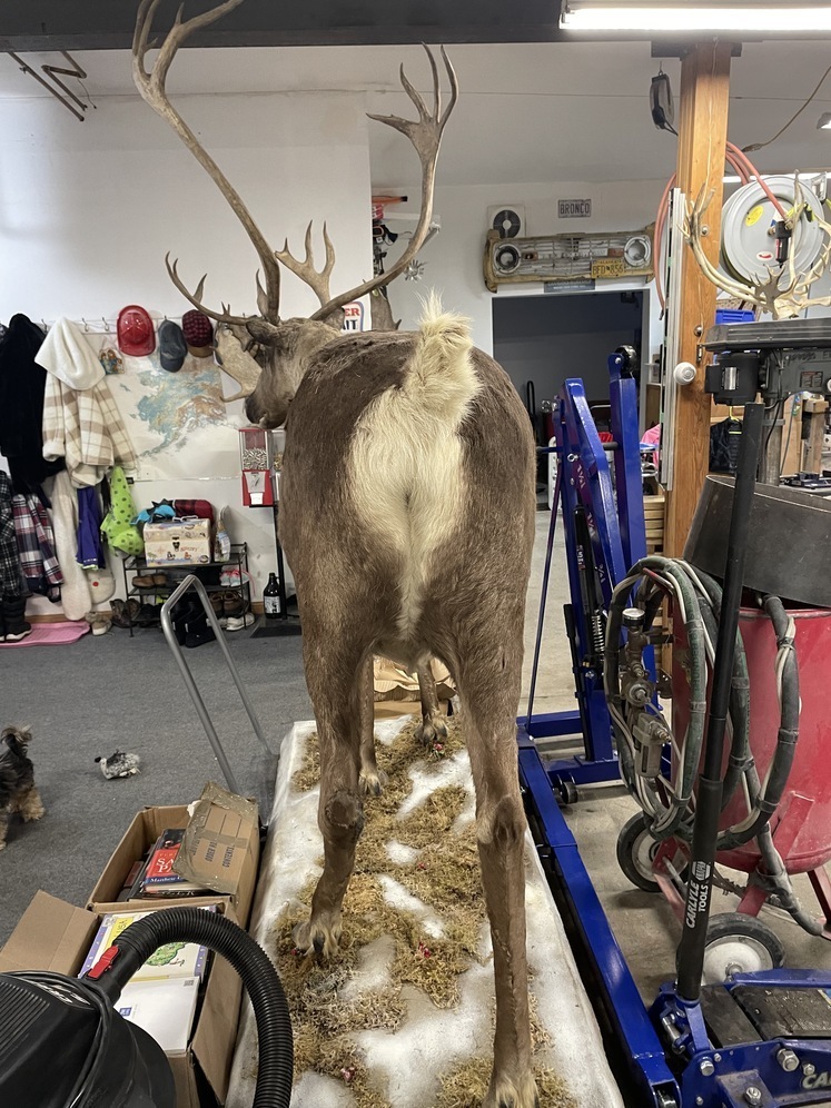 Alaska's List : Caribou Full Mount For Sale
