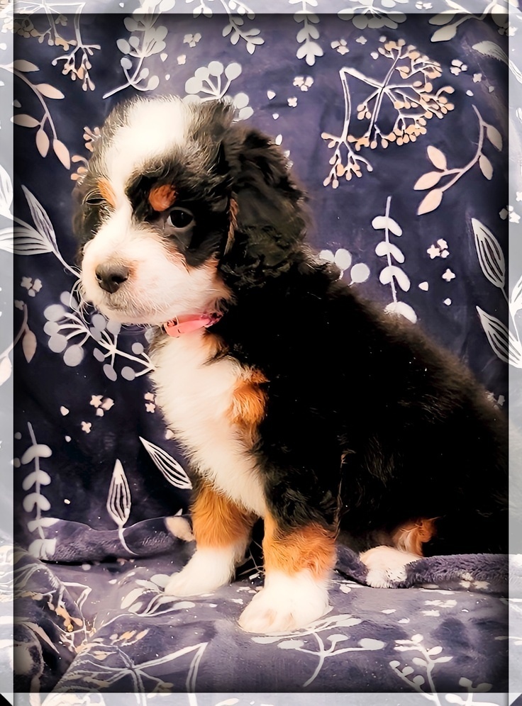 Alaska's List : Dogs : Bernese Mountain Do