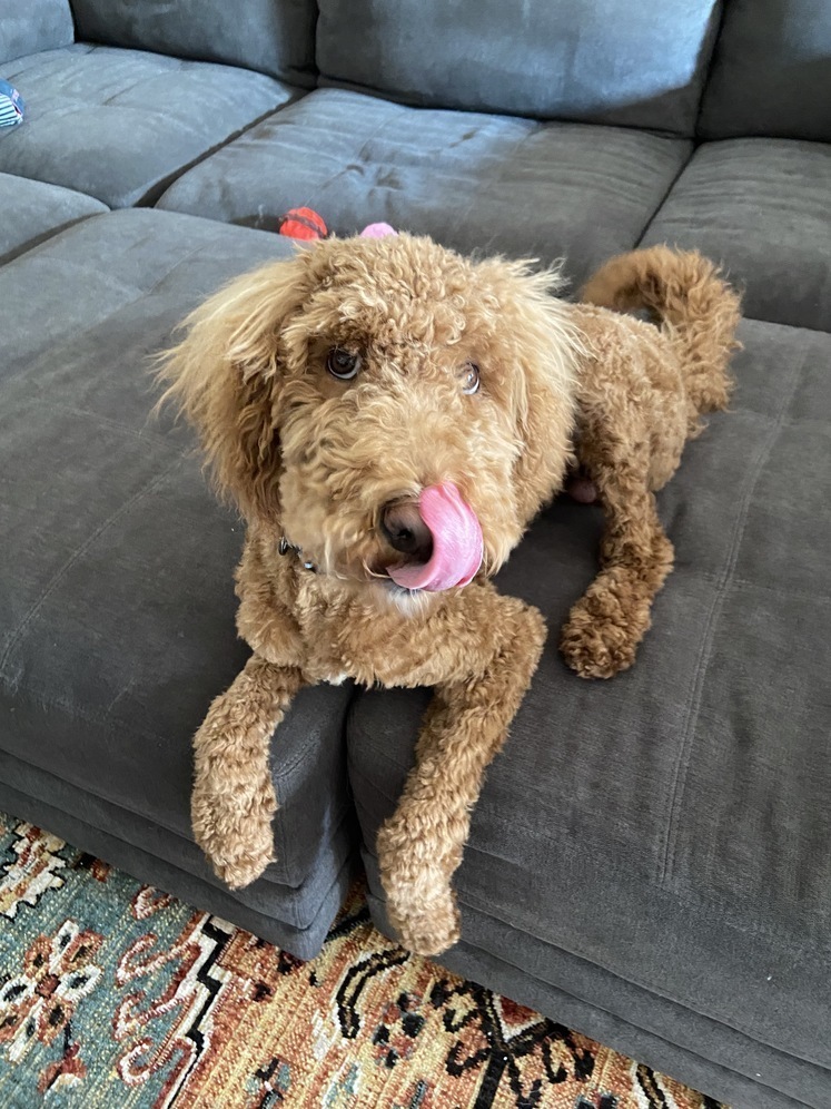 Alaska's List : Dogs : Standard Poodle Mix