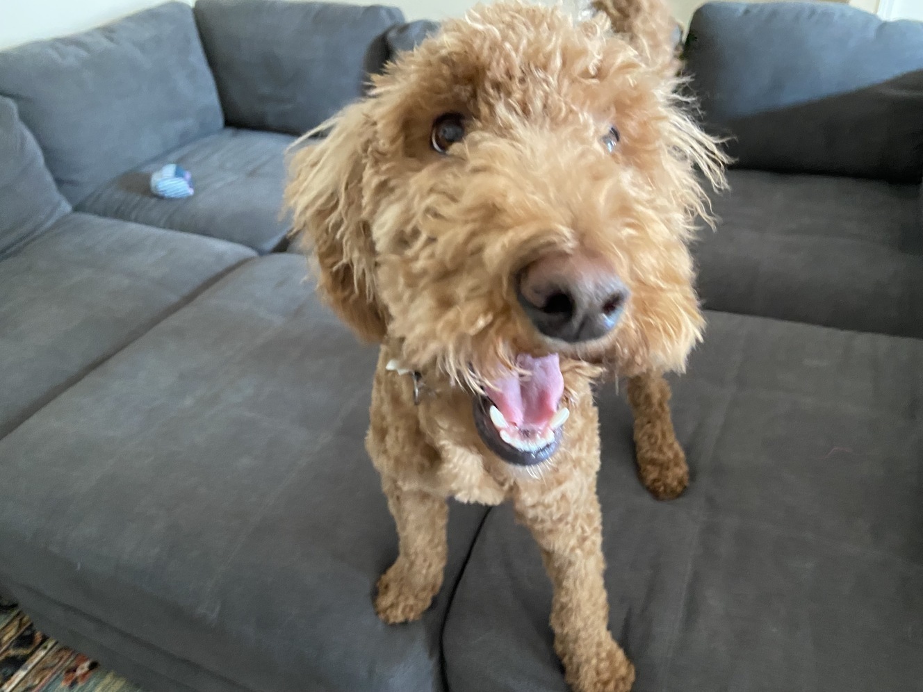 Alaska's List : Dogs : Standard Poodle Mix