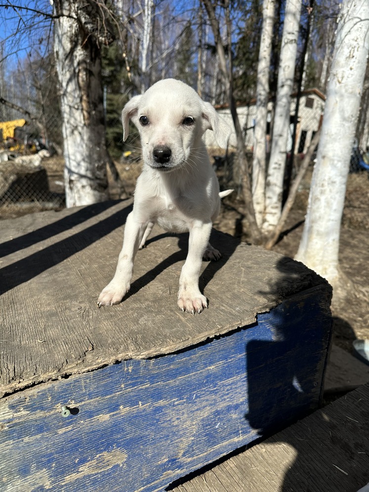 Alaska's List : German Shorthair Pointer Mix Puppies For Sale