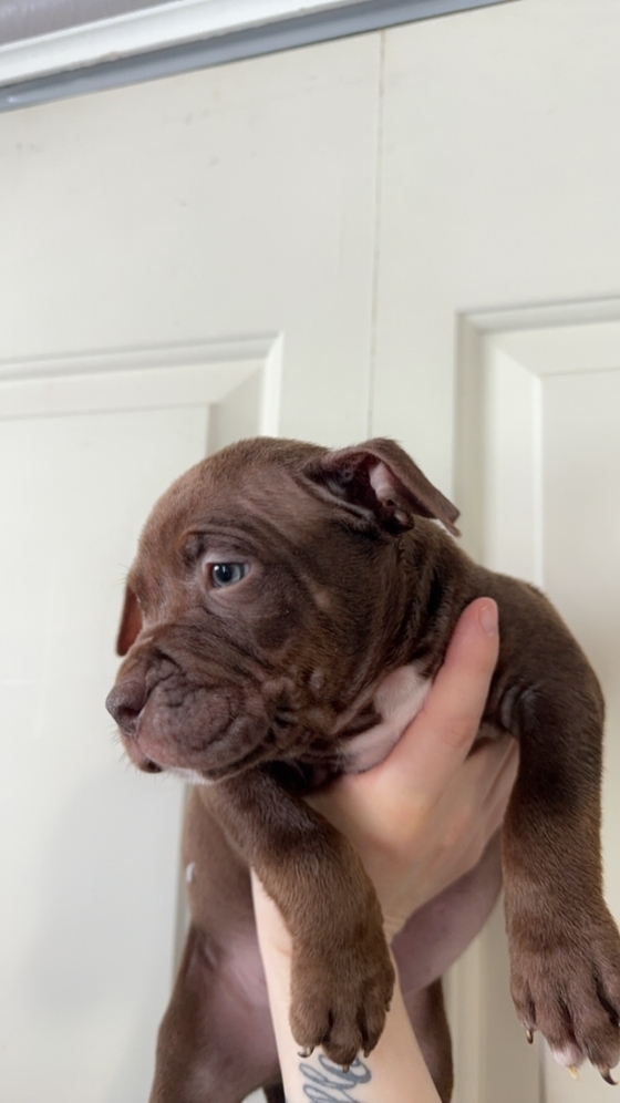 Alaska's List : Dogs : ABKC American Bully