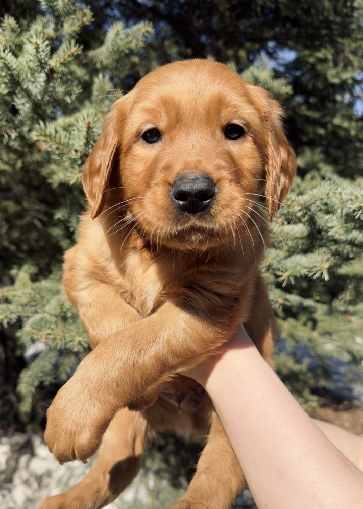 Alaska's List : AKC Golden Retriever Puppies For Sale