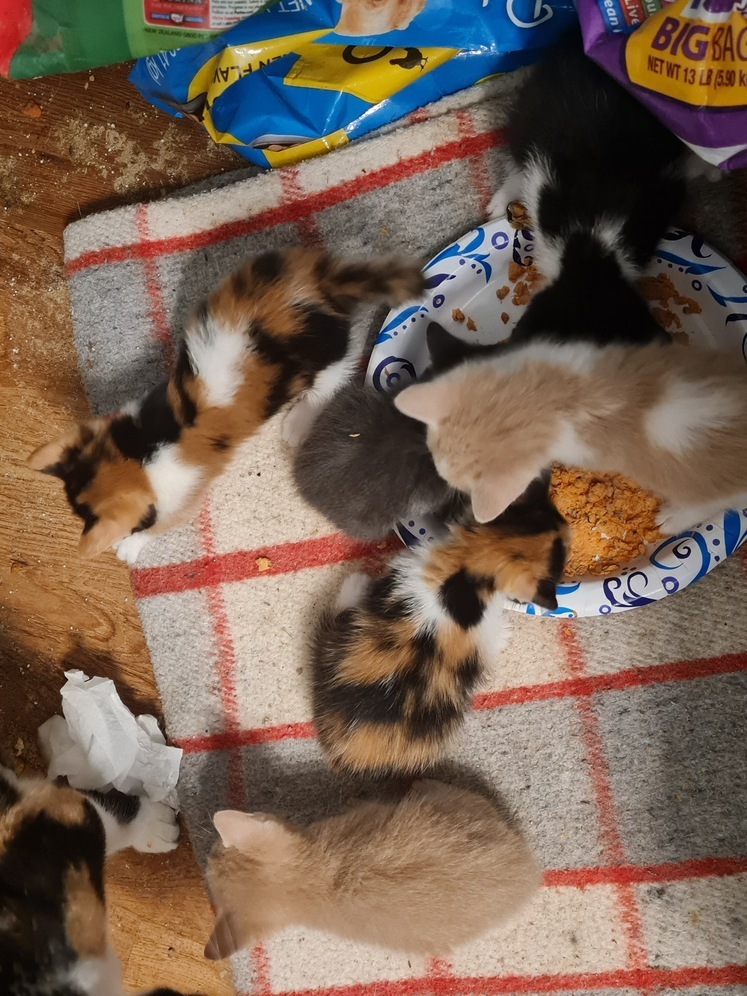 Alaska's List : Cats : Calico Kittens 
