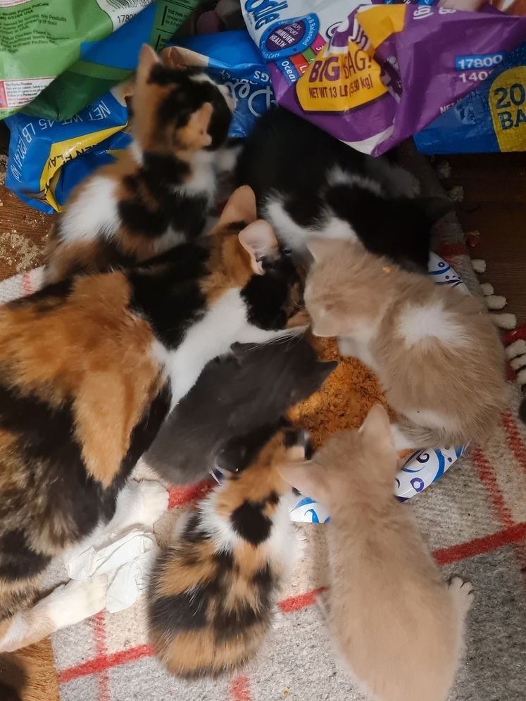 Alaska's List : Cats : Calico Kittens 
