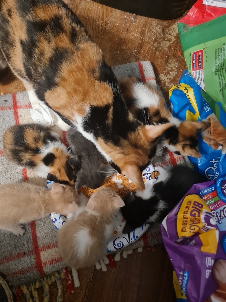 Alaska's List : Cats : Calico Kittens 
