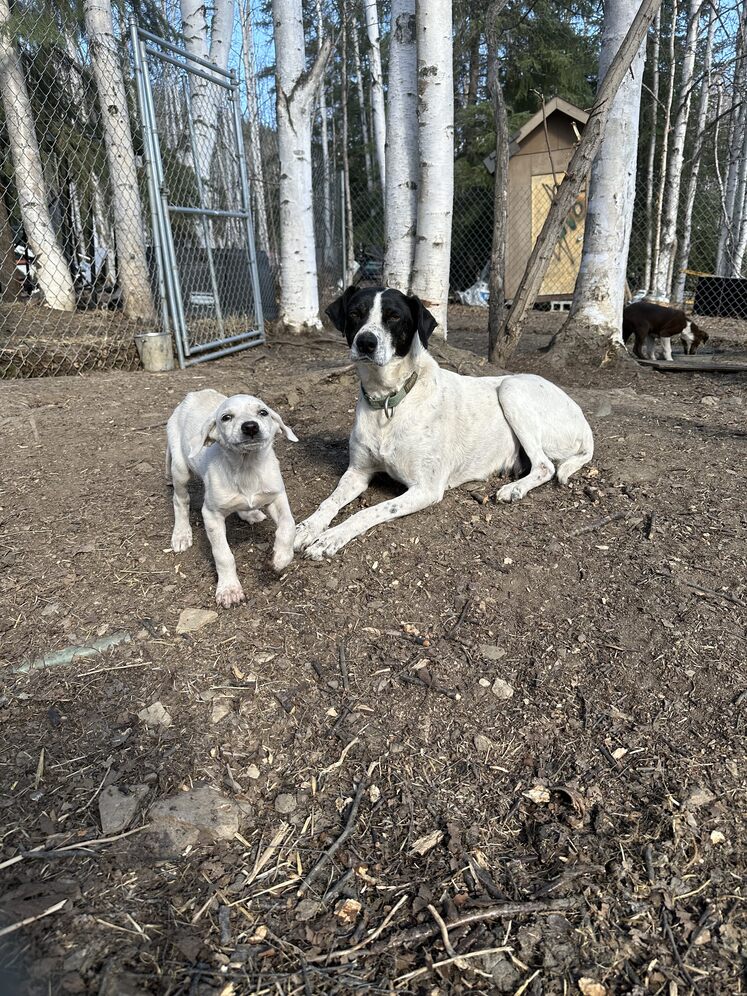 Alaska's List : German Shorthair Pointer Mix Puppies For Sale