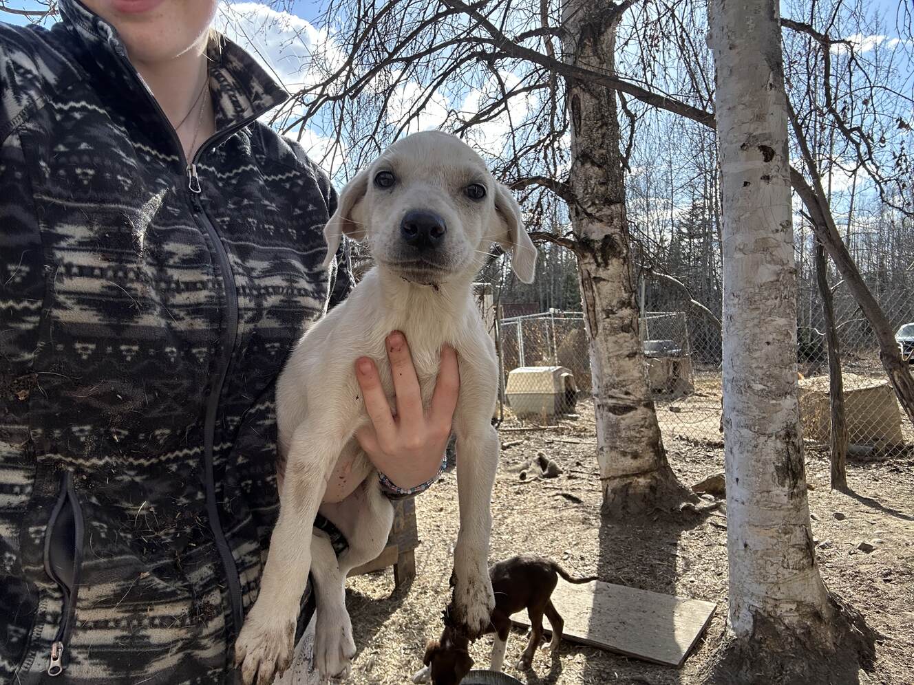 Alaska's List : German Shorthair Pointer Mix Puppies For Sale