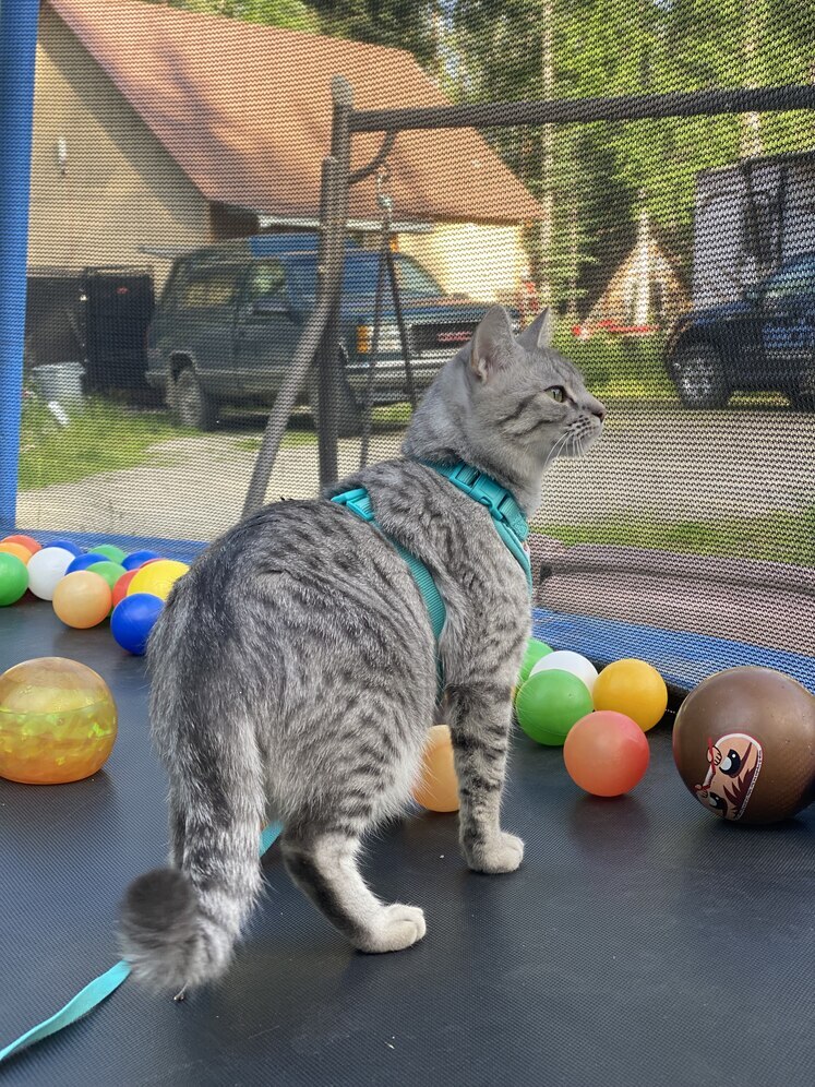 Alaska's List : Cats : Domestic Short Hair