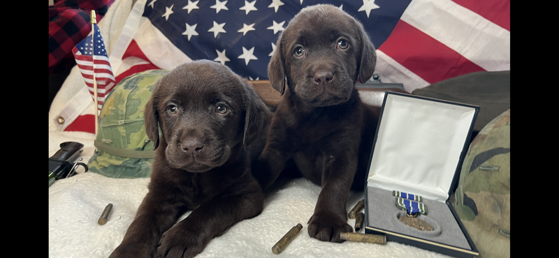 Alaska's List : AKC Labrador Retriever Puppies For Sale