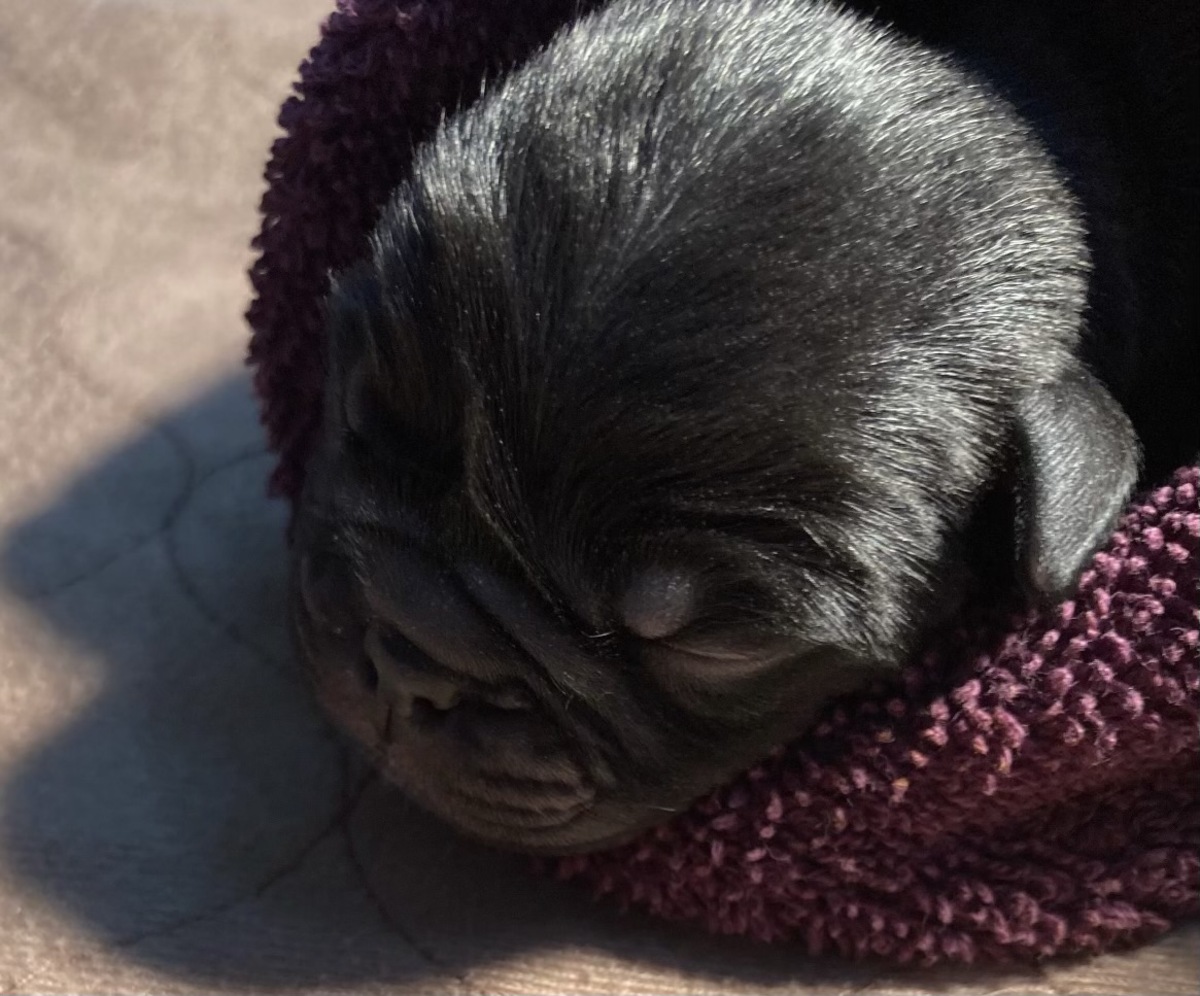 Alaska's List : Pug Puppies For Sale
