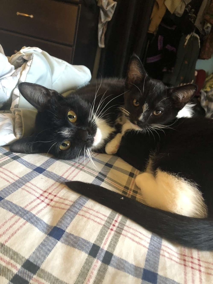 Alaska's List : Cats For Sale