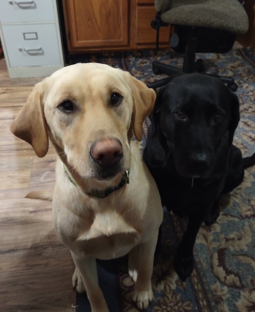 Alaska's List : Dogs : AKC Labrador Retrie
