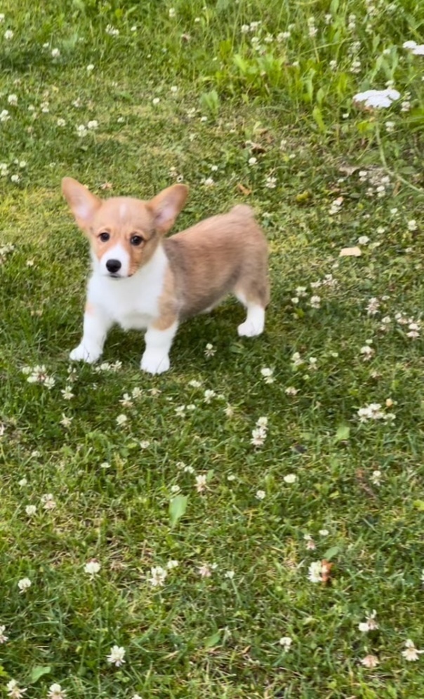 Alaska's List : Dogs : Pembroke Corgi Pupp