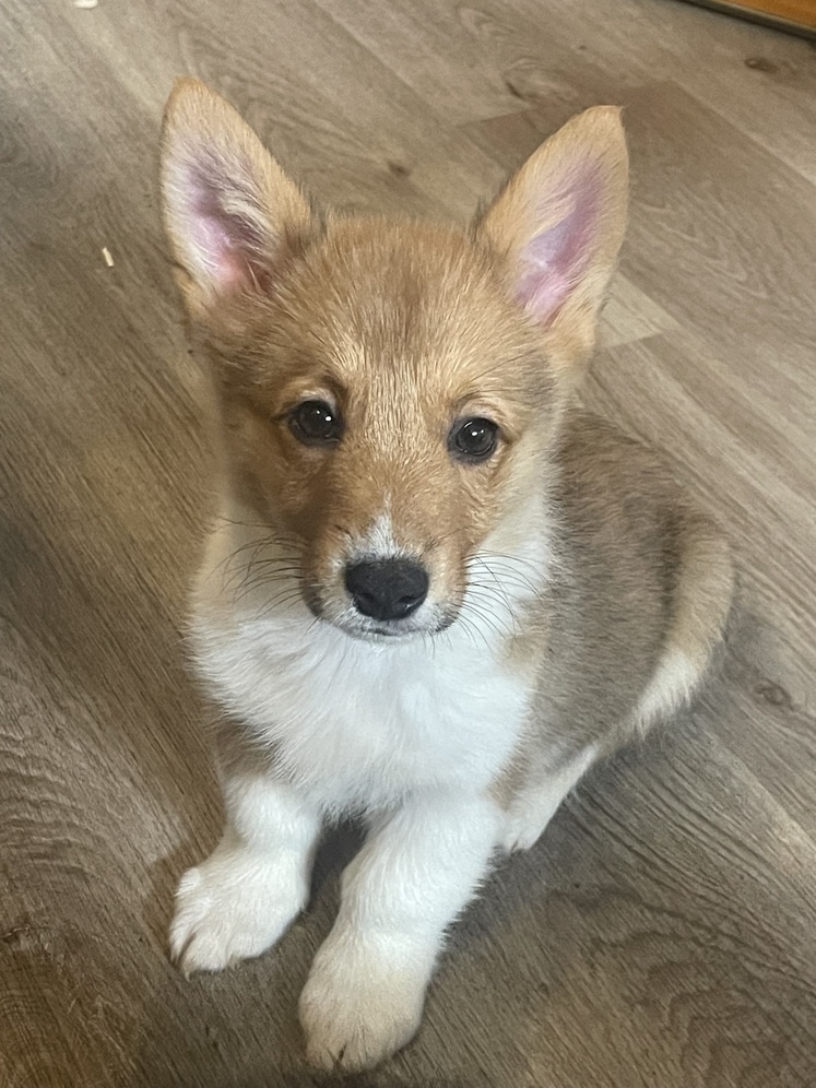 Alaska's List : Dogs : Pembroke Corgi Pupp