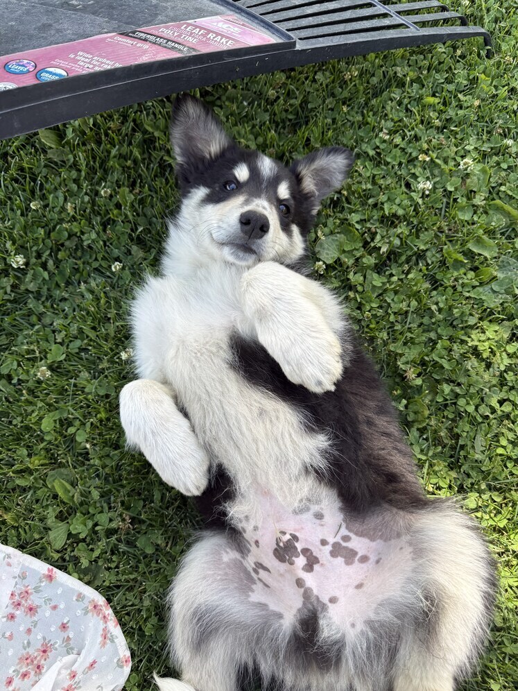 Alaska's List : Border Collie Mix Puppies For Sale