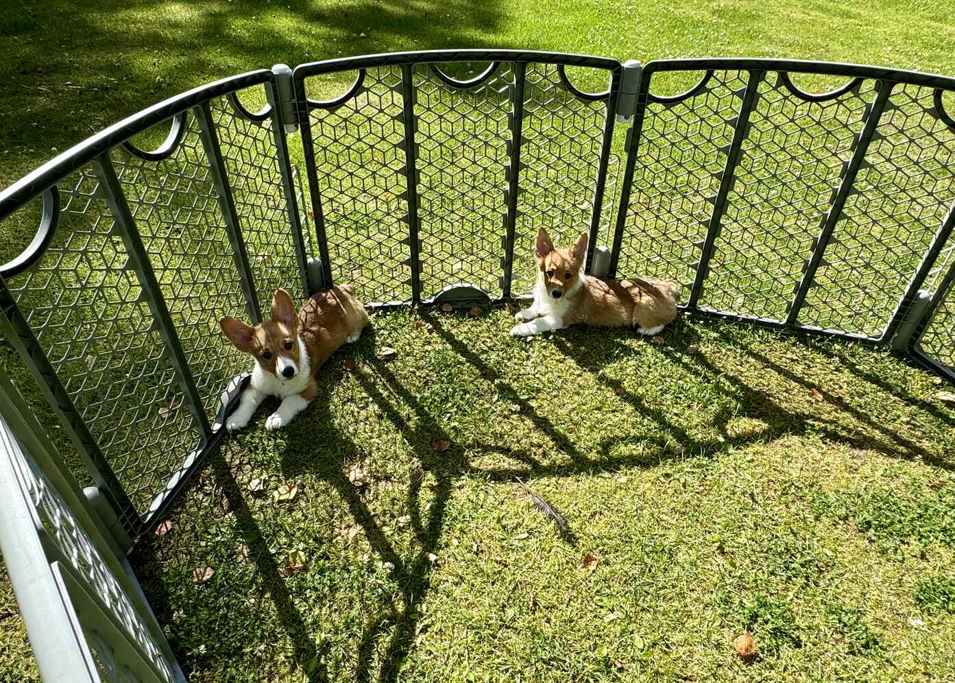 Alaska's List : Dogs : Pembroke Corgi Pupp