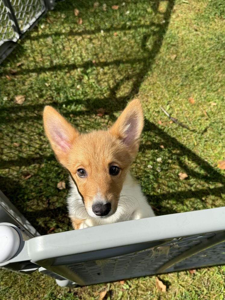 Alaska's List : Dogs : Pembroke Corgi Pupp