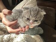 Alaska's List : Alaska Cats For Sale